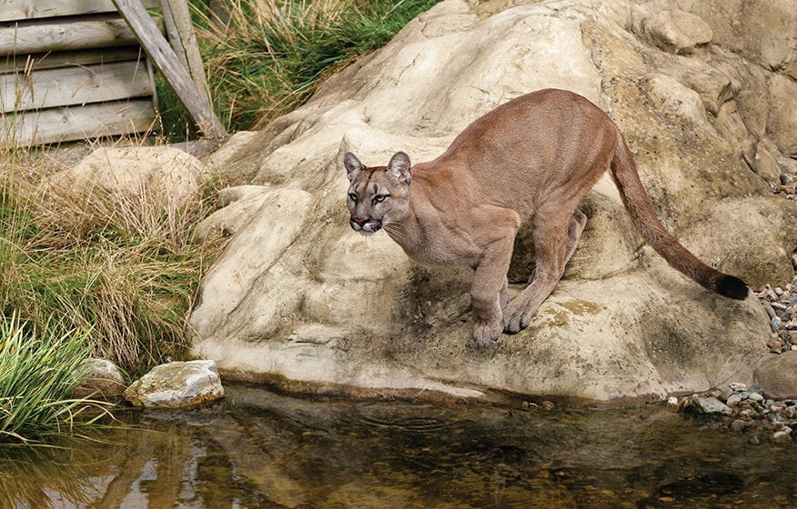 Beware Of Danger During Outdoor Excursions - Amplitude